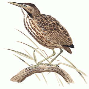 American Bittern (Botaurus lentiginosus) – Planet of Birds