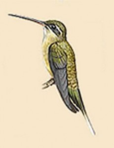Straight billed Hermit (Phaethornis bourcieri) - Planet of Birds