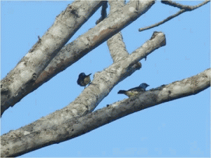 Turquoise Tanager (Tangara mexicana) - Planet of Birds