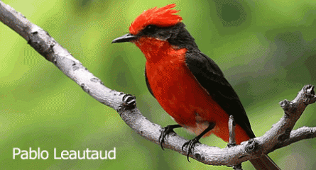 Vermilion Flycatcher (Pyrocephalus rubinus) - Planet of Birds
