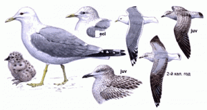 Mew Gull (Larus canus) - Planet of Birds