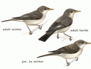 Olive-tree Warbler (Hippolais olivetorum) - Planet of Birds