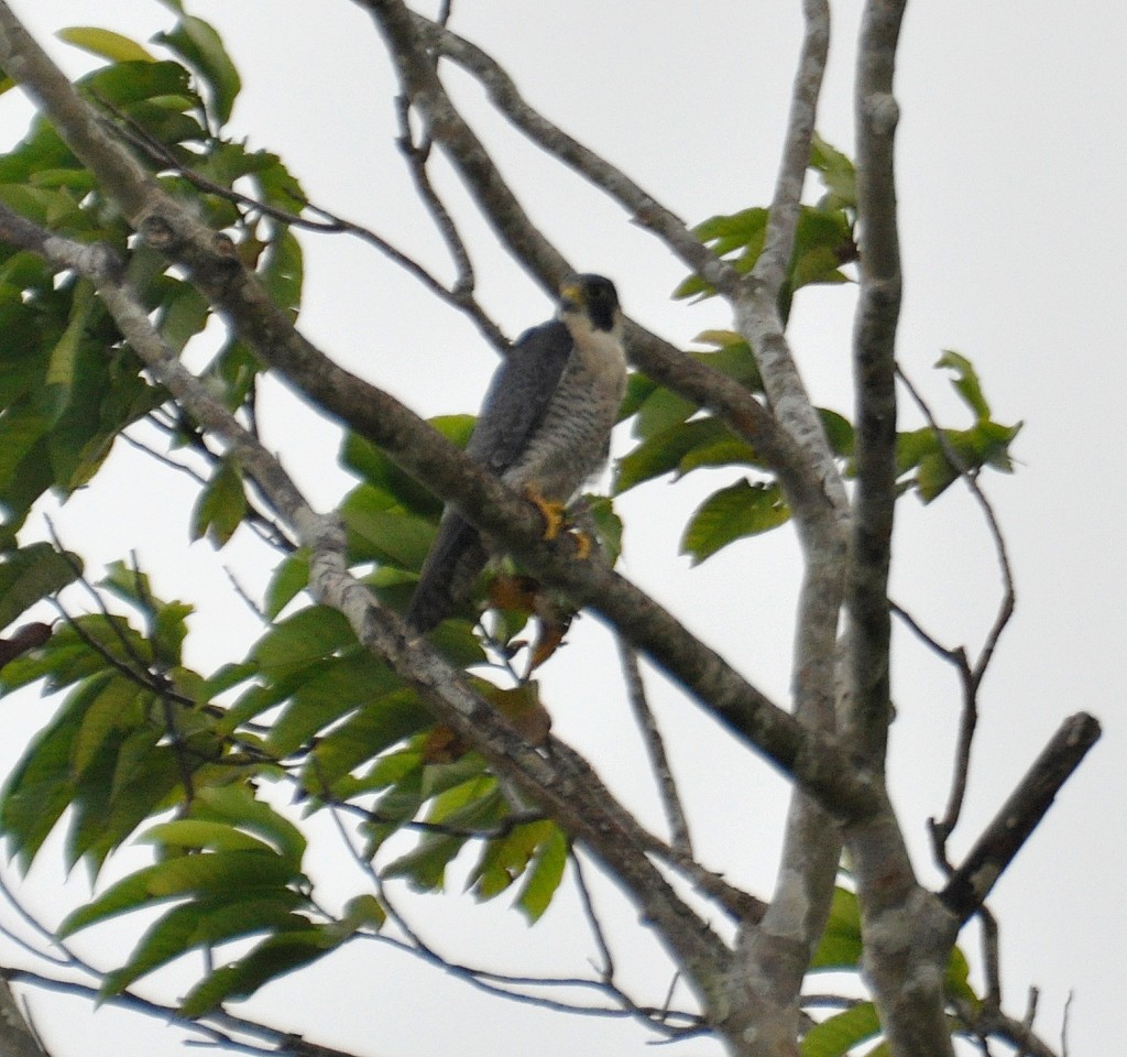 Identification of natal locales of peregrine falcons (falco peregrinus ...