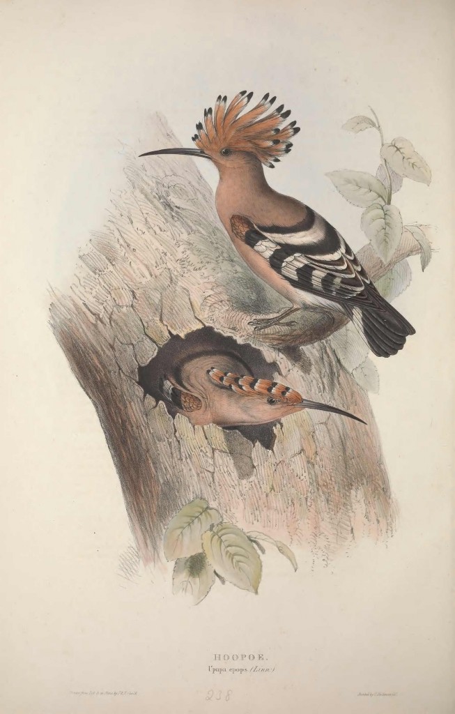 The Story of the Hoopoe, the Cuckoo and God - Planet of Birds