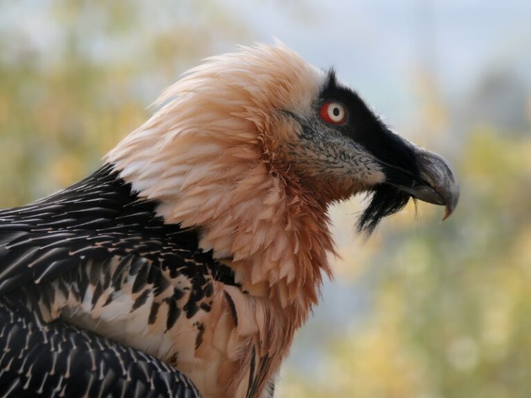 32 ugliest and creepiest birds, and why they look so strange