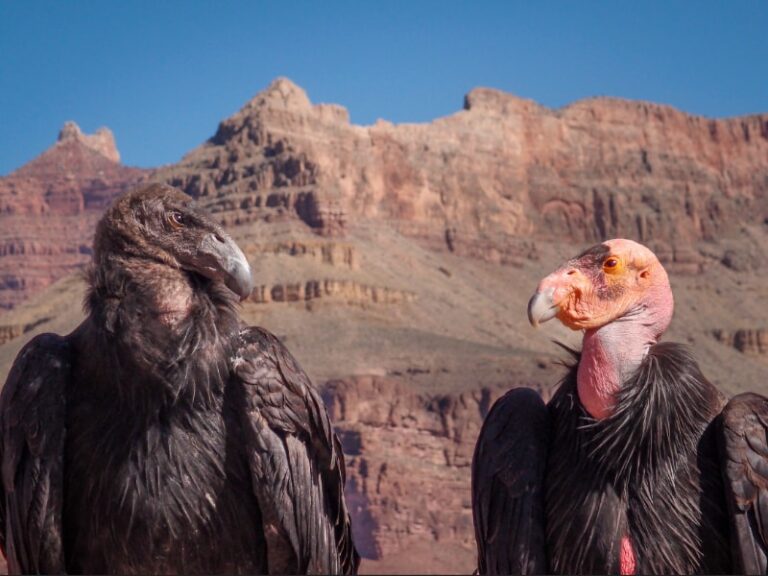 California condor: North America's largest and rarest bird