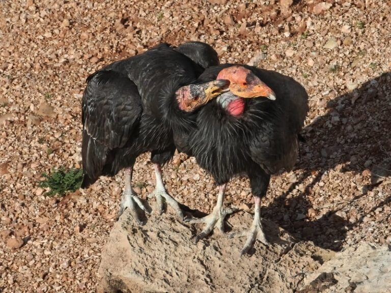California condor: North America's largest and rarest bird