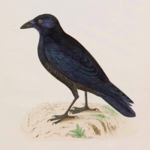 Folklore - Planet of Birds