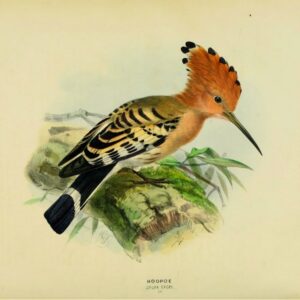 Cuckoo bird meaning and symbolism in myth and folklore