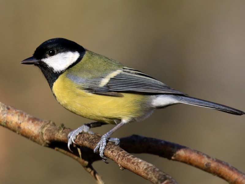 18 Smartest Birds And How Their Intelligence Is Measured 18 Smartest Birds And How Their Intelligence Is Measured
