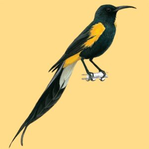 Hawai'i Oo (Moho nobilis): Hawaii's extinct royal bird