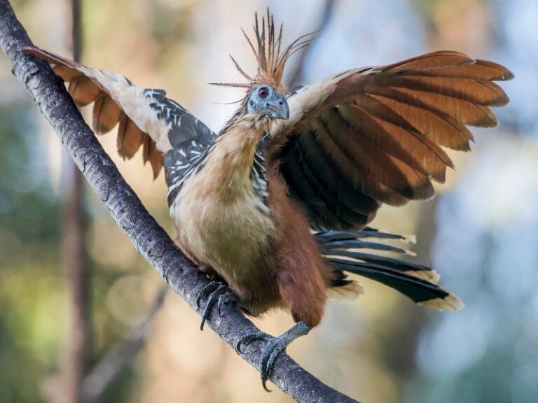 32 ugliest and creepiest birds, and why they look so strange