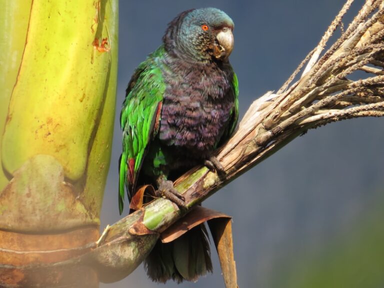 24 of the world's rarest parrots and their fragile future