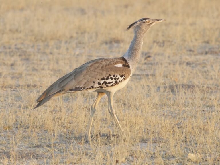 Great Indian bustard: Vanishing giant of the grasslands