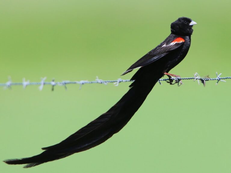 17 birds with the longest tail feathers across the globe