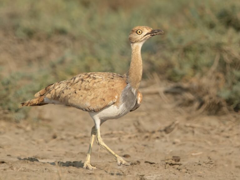 Great Indian bustard: Vanishing giant of the grasslands
