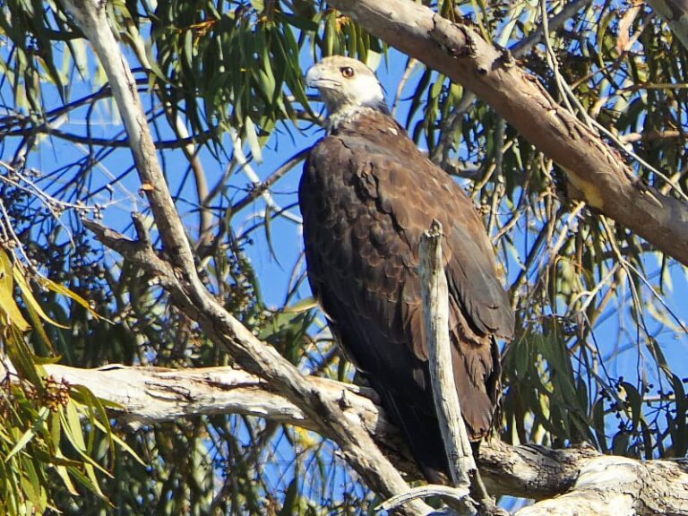 16 of the world's rarest eagles, and why they're in danger