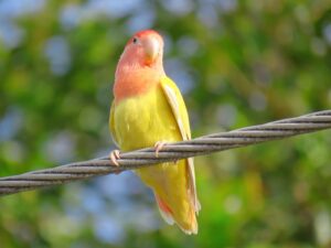 Rosy-faced lovebird: From wild parrot to "mango bird"