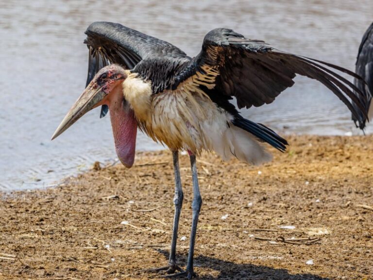 32 ugliest and creepiest birds, and why they look so strange