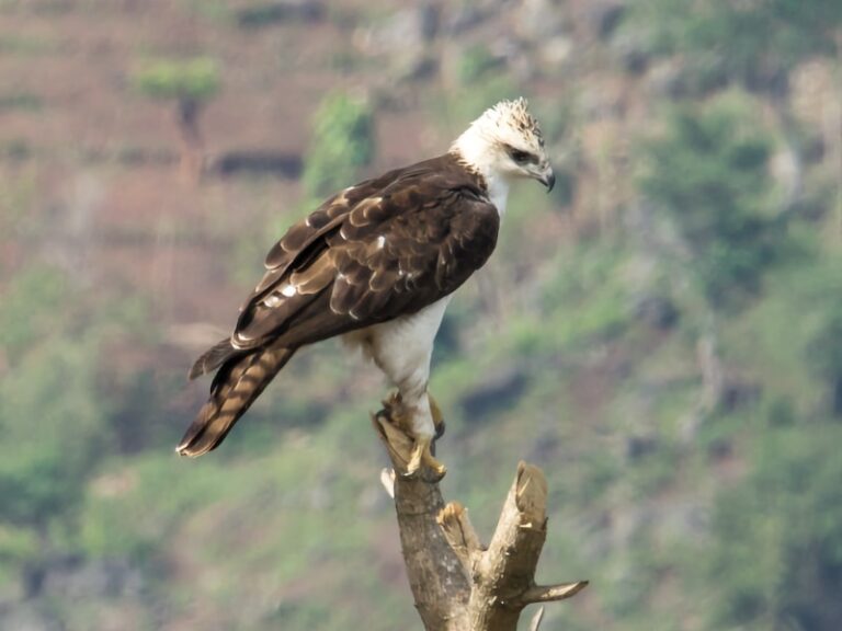 16 of the world's rarest eagles, and why they're in danger