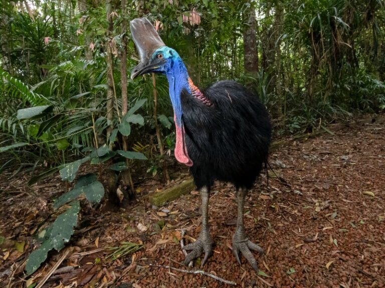 Southern cassowary: Rainforest giant and seed disperser