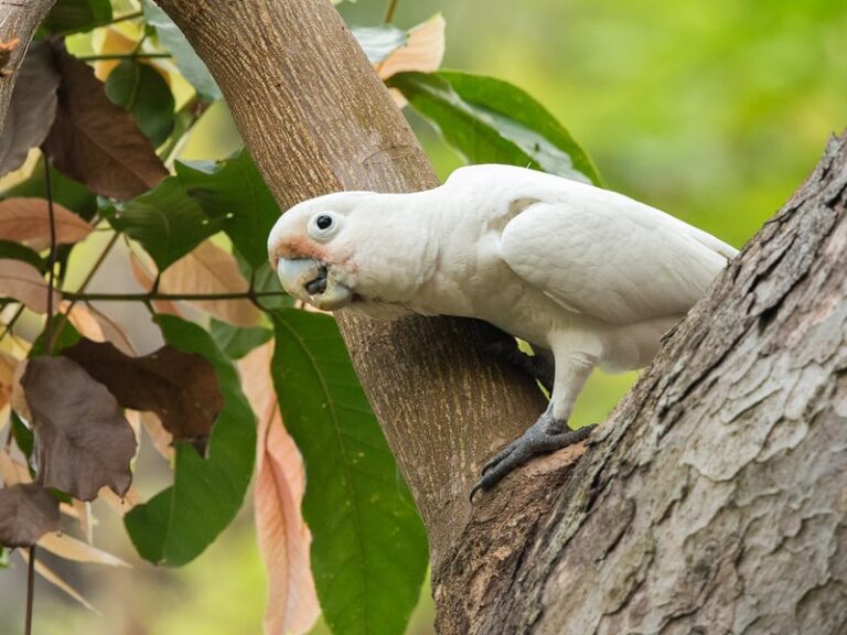 18 smartest birds and how their intelligence is measured