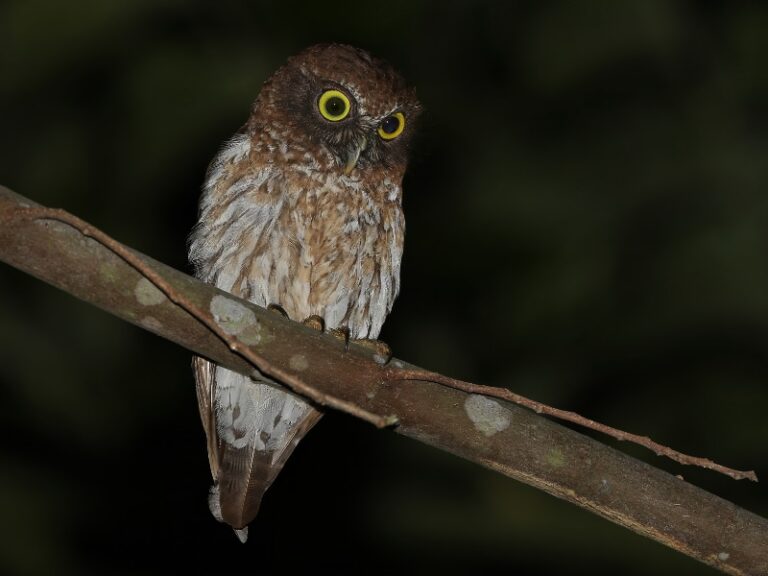 New bird species discovered in the last 25 years (updated)