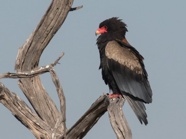 16 of the world's rarest eagles, and why they're in danger