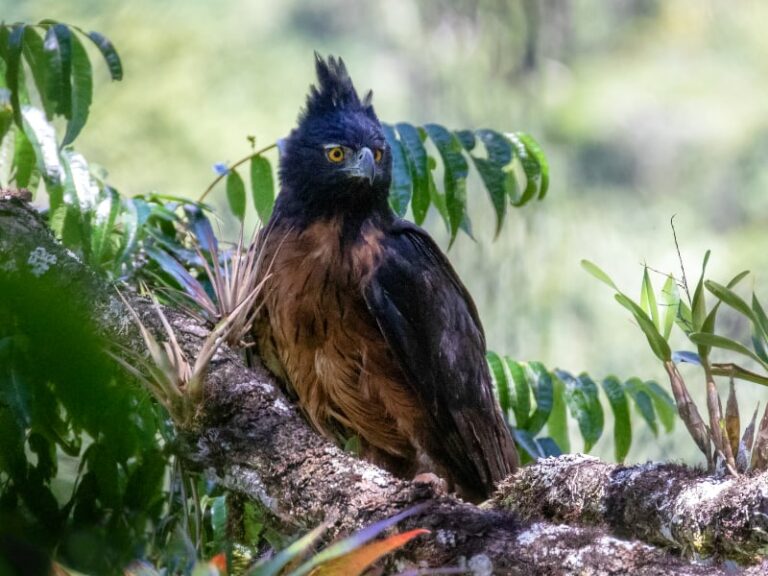 16 of the world's rarest eagles, and why they're in danger