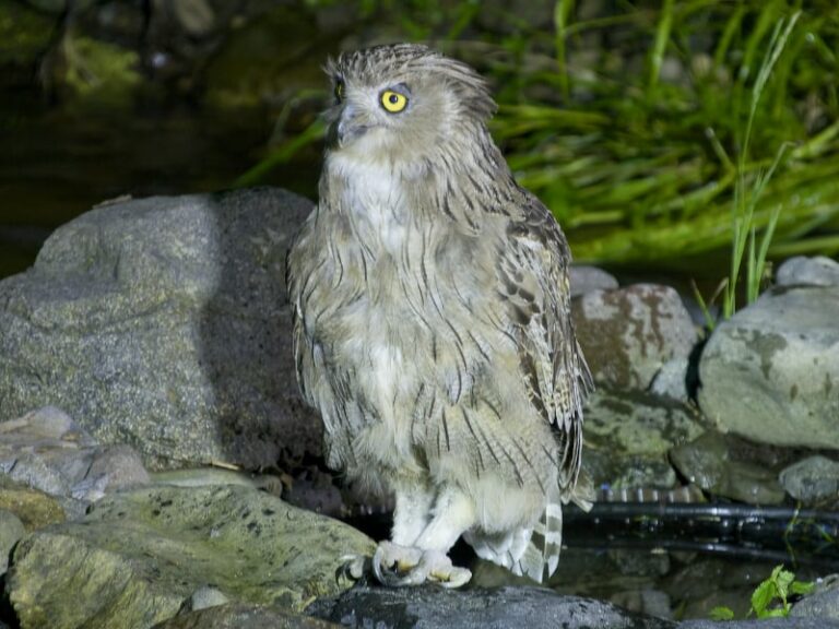 25 of the world's rarest owls, some are on the brink