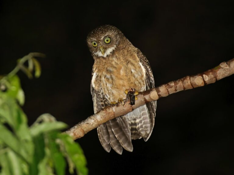 25 of the world's rarest owls, some are on the brink