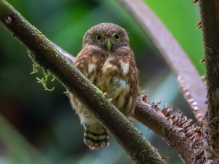 25 of the world's rarest owls, some are on the brink