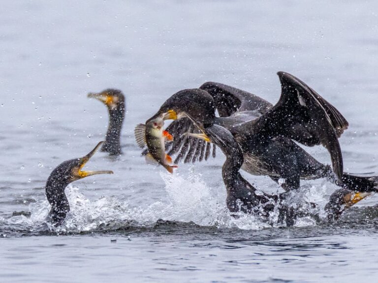 Great cormorant: Adaptation, migration, and human conflict