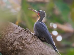 13 of the world's rarest and most endangered woodpeckers