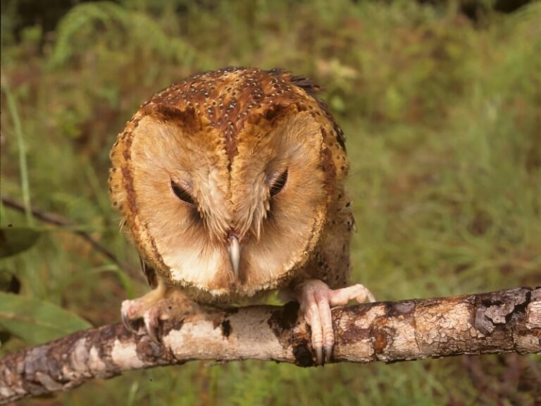 25 of the world's rarest owls, some are on the brink