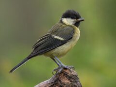 Great tit: Adaptability, intelligence, and conservation