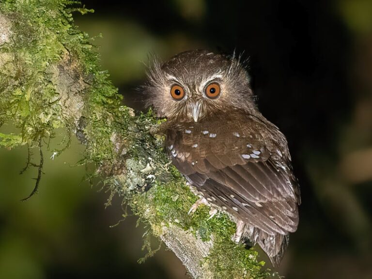 25 of the world's rarest owls, some are on the brink