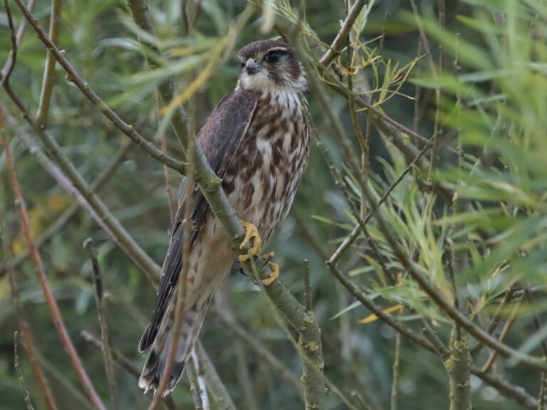 8 of the smallest falcons and their unique adaptations