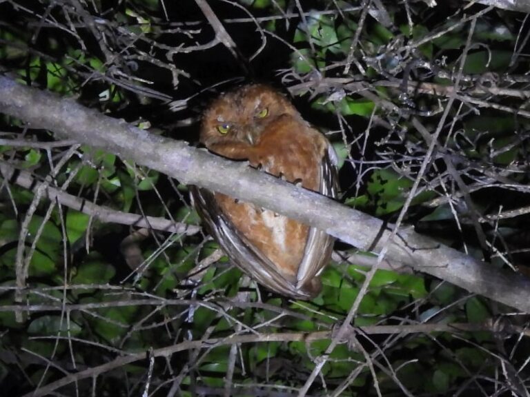 25 of the world's rarest owls, some are on the brink