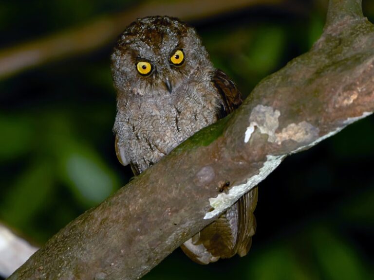 New bird species discovered in the last 25 years (updated)