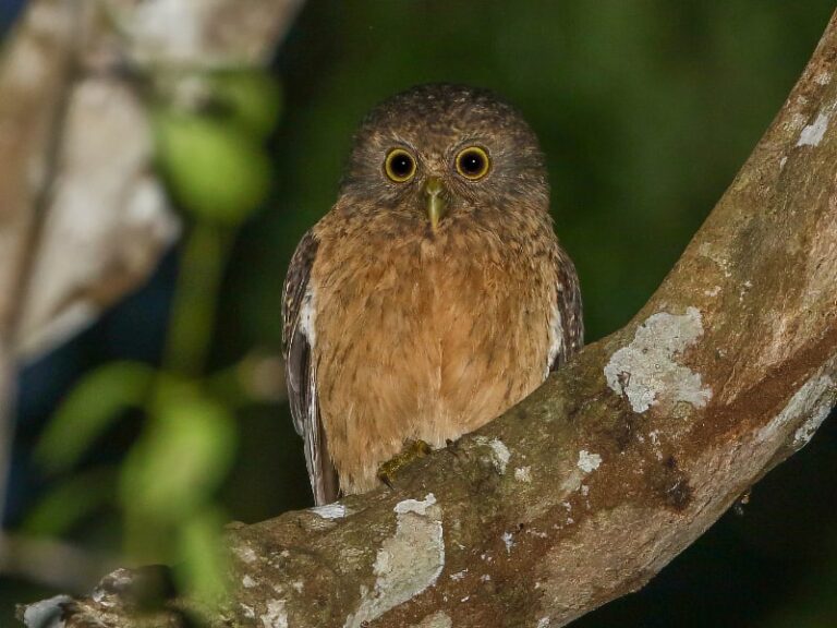 25 of the world's rarest owls, some are on the brink