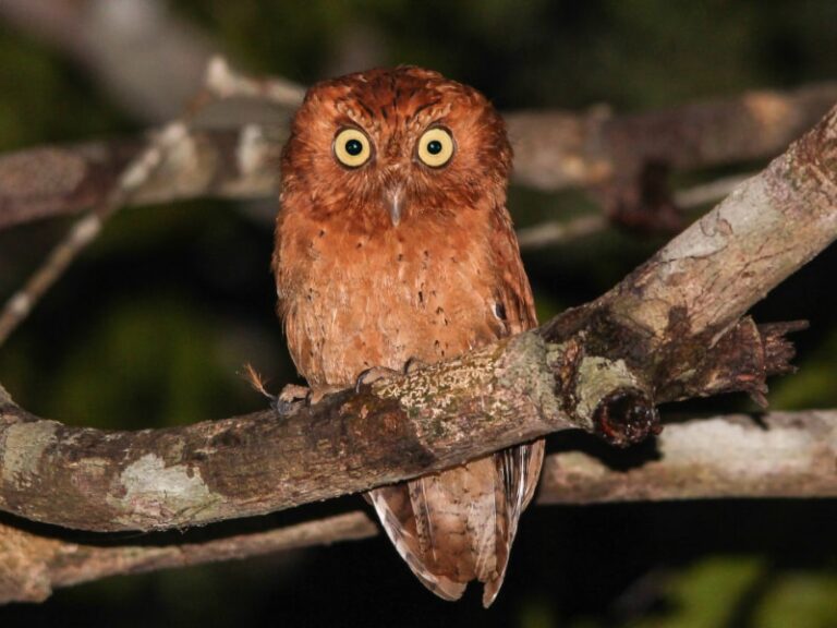 25 of the world's rarest owls, some are on the brink