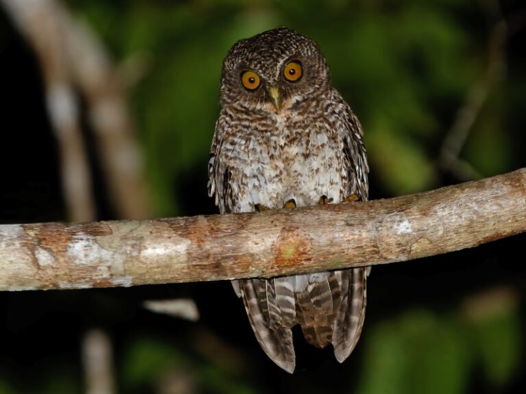 25 of the world's rarest owls, some are on the brink