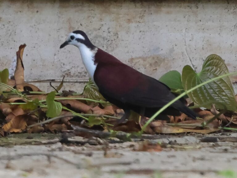 27 rarest and most endangered doves and pigeons in the world