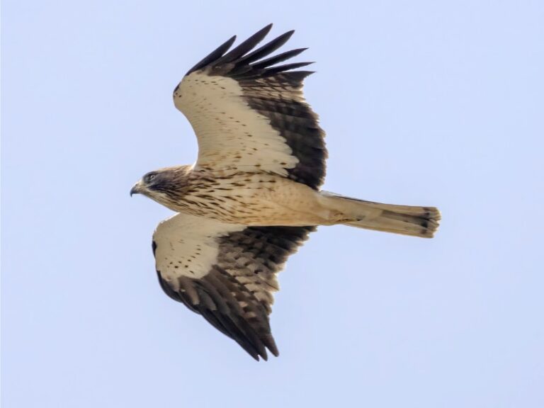 5 of the world's smallest eagles and how they survive