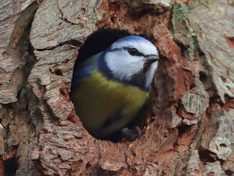 Eurasian blue tit: One of Europe's most familiar birds