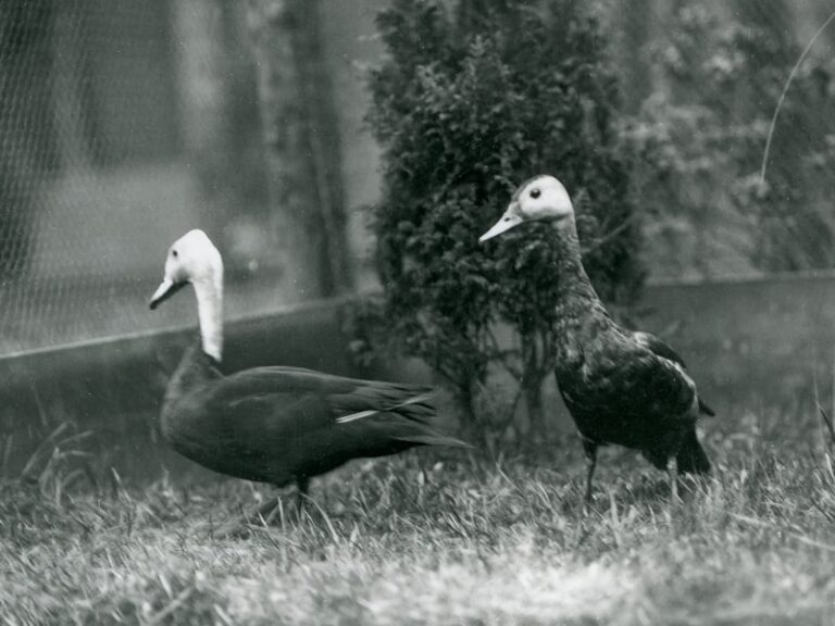 15 of the world's rarest ducks and the threats they face
