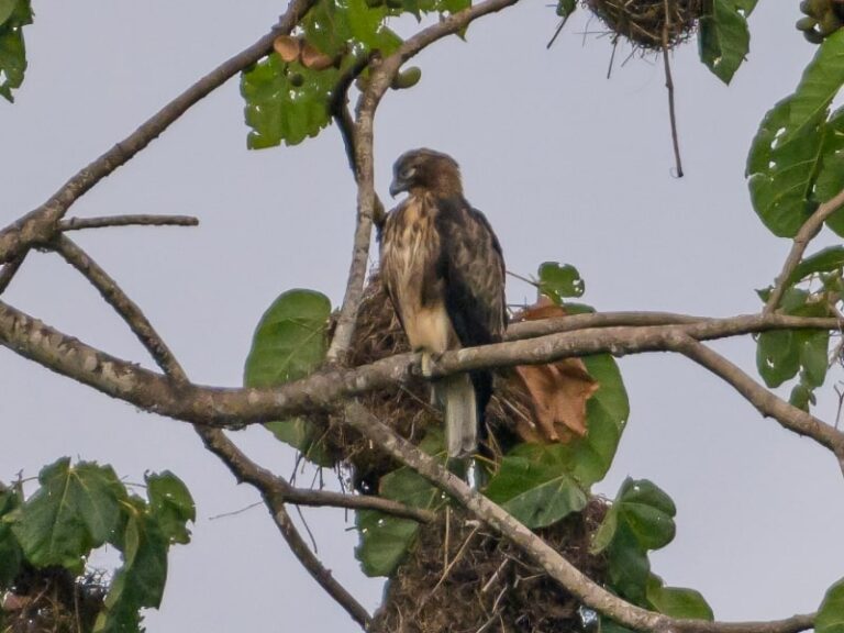 5 of the world's smallest eagles and how they survive