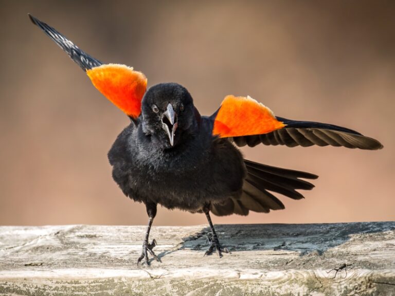 12 most dangerous birds and what makes them aggressive