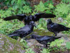 Common raven: Intelligent generalist with global reach